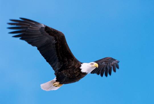 Protecting Bald Eagles from Lead Poisoning: State-Level Policy ...